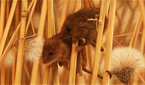 Carl Whitfield, original painting, Two Field Mice